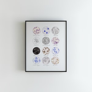 Fungi Collection, Science, Science Art, Mycology, Microbiology, Biology ...