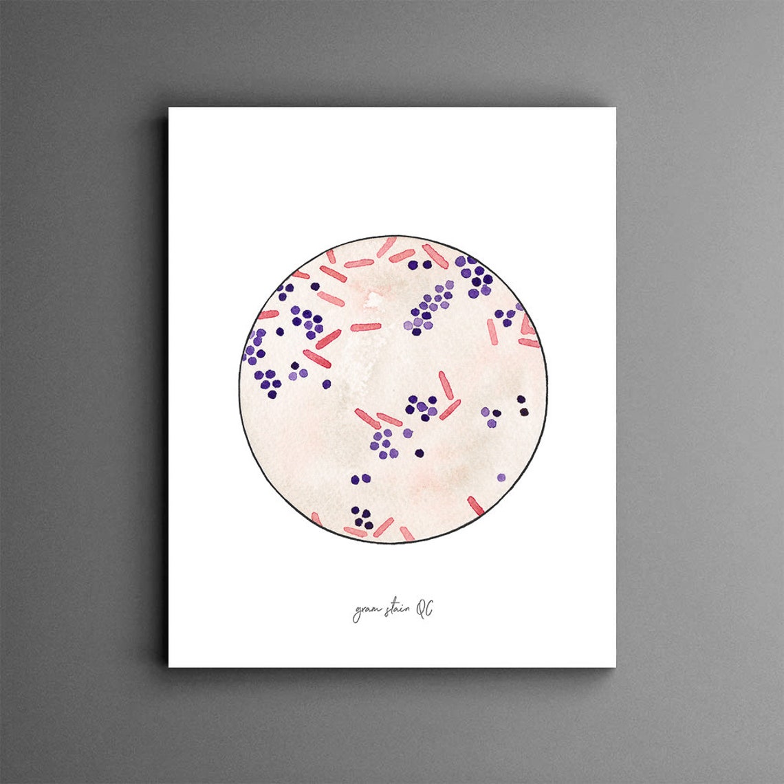 Gram Stain QC, Bacteria, Bacteria Art, Science, Science Art, Microscope ...
