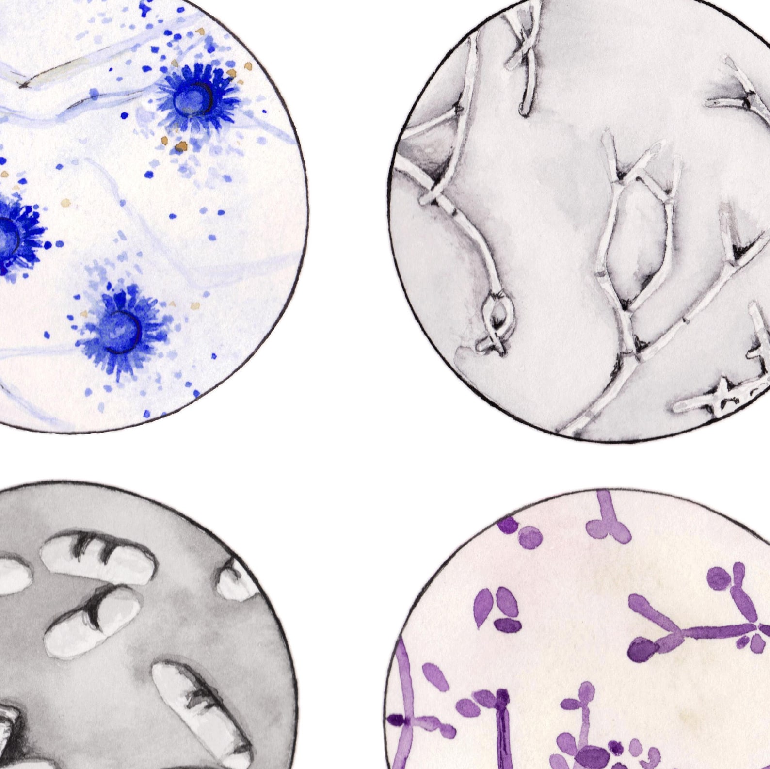 Fungi Collection Science Science Art Mycology - Etsy