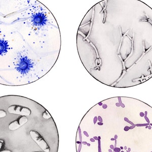 Fungi Collection, Science, Science Art, Mycology, Microbiology, Biology ...