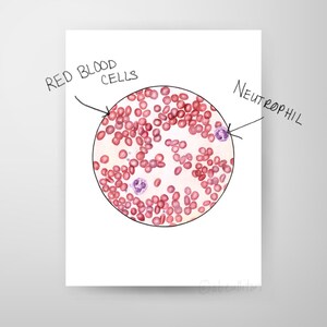 Blood Smear 1, Science Art, Biology Art, Science Gift, Red Blood Cell ...