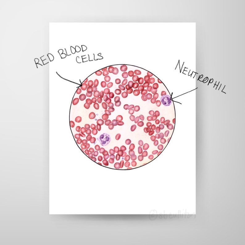 Blood Smear 1 Science Art Biology Art Science Gift Red - Etsy