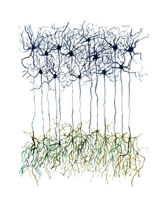 Neuron 2 Neurons Neurology Art Print neuron print | Etsy
