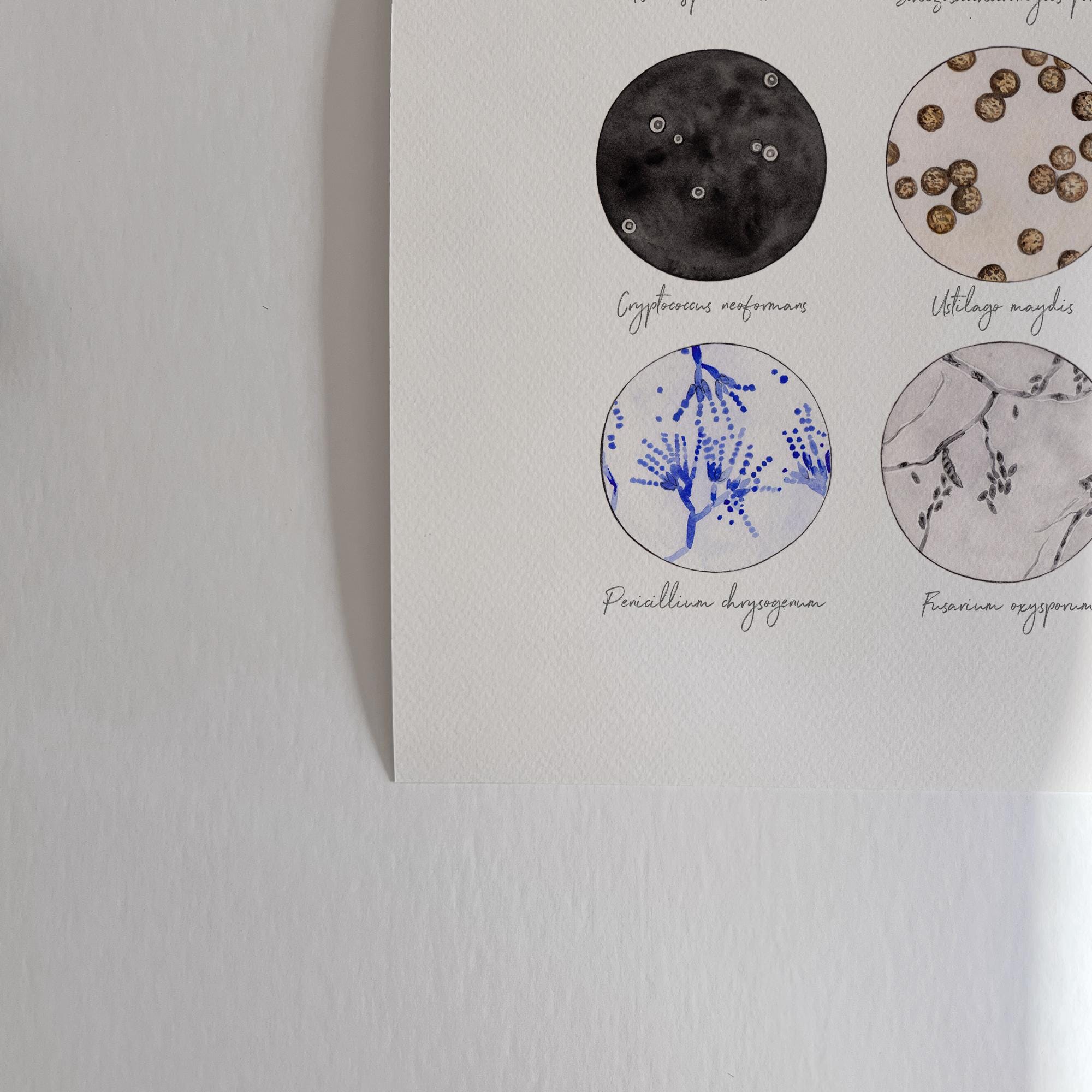 Fungi Collection, Science, Science Art, Mycology, Microbiology, Biology ...