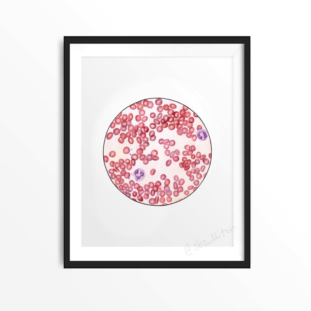 Blood Smear 1, Science Art, Biology Art, Science Gift, Red Blood Cell ...