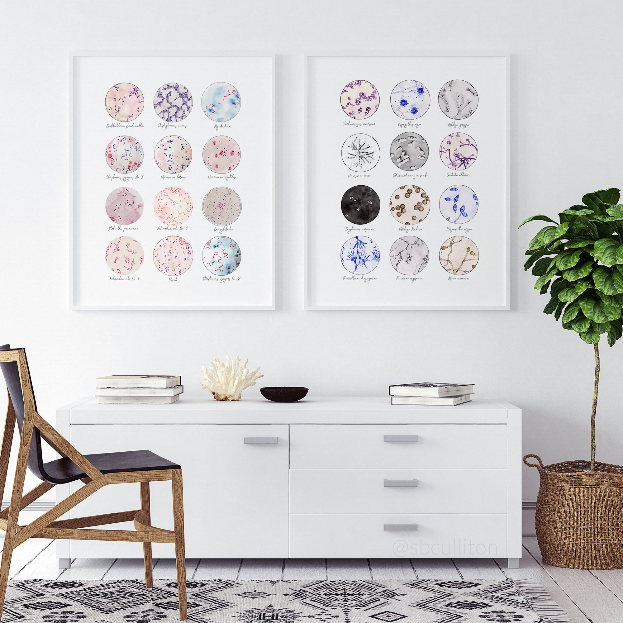 Microbe Collection Bacteria Bacteria Art Science Science - Etsy