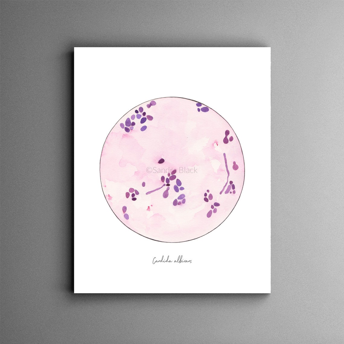 Candida Albicans Microbiology Mycology Microbiology Art | Etsy