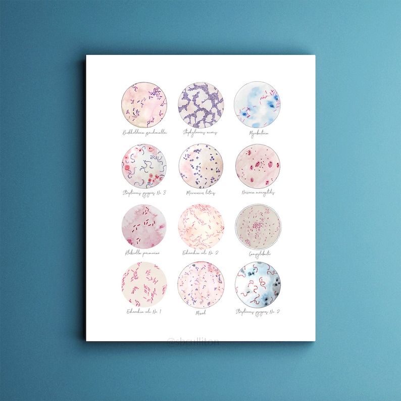 Microbe Collection Bacteria Bacteria Art Science Science - Etsy