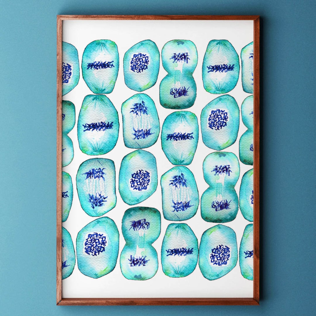 Mitosis, Watercolor Print, Science, Mitosis, Biology Art, Science Print ...