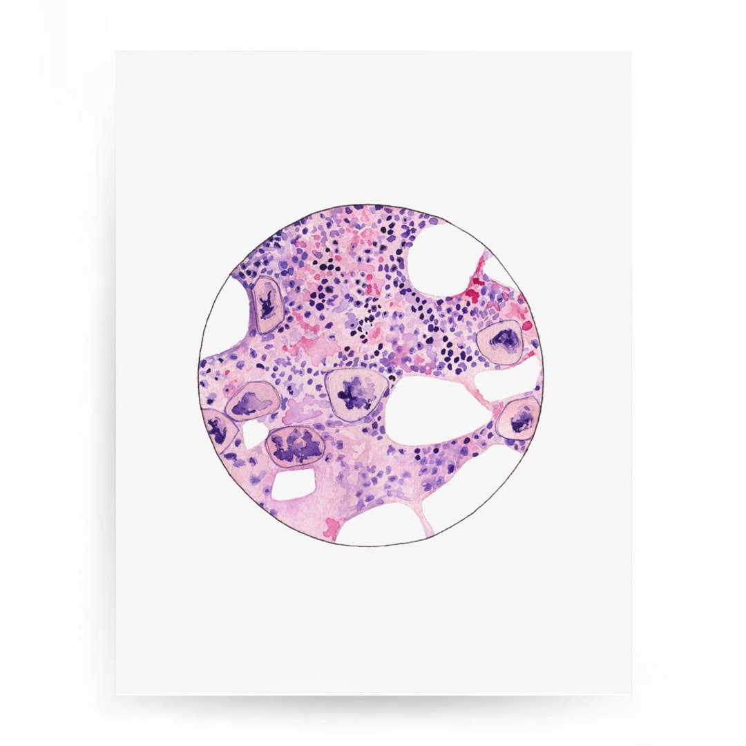 Bone Marrow 2, Histology, Science Print, Biology Art, Science ...