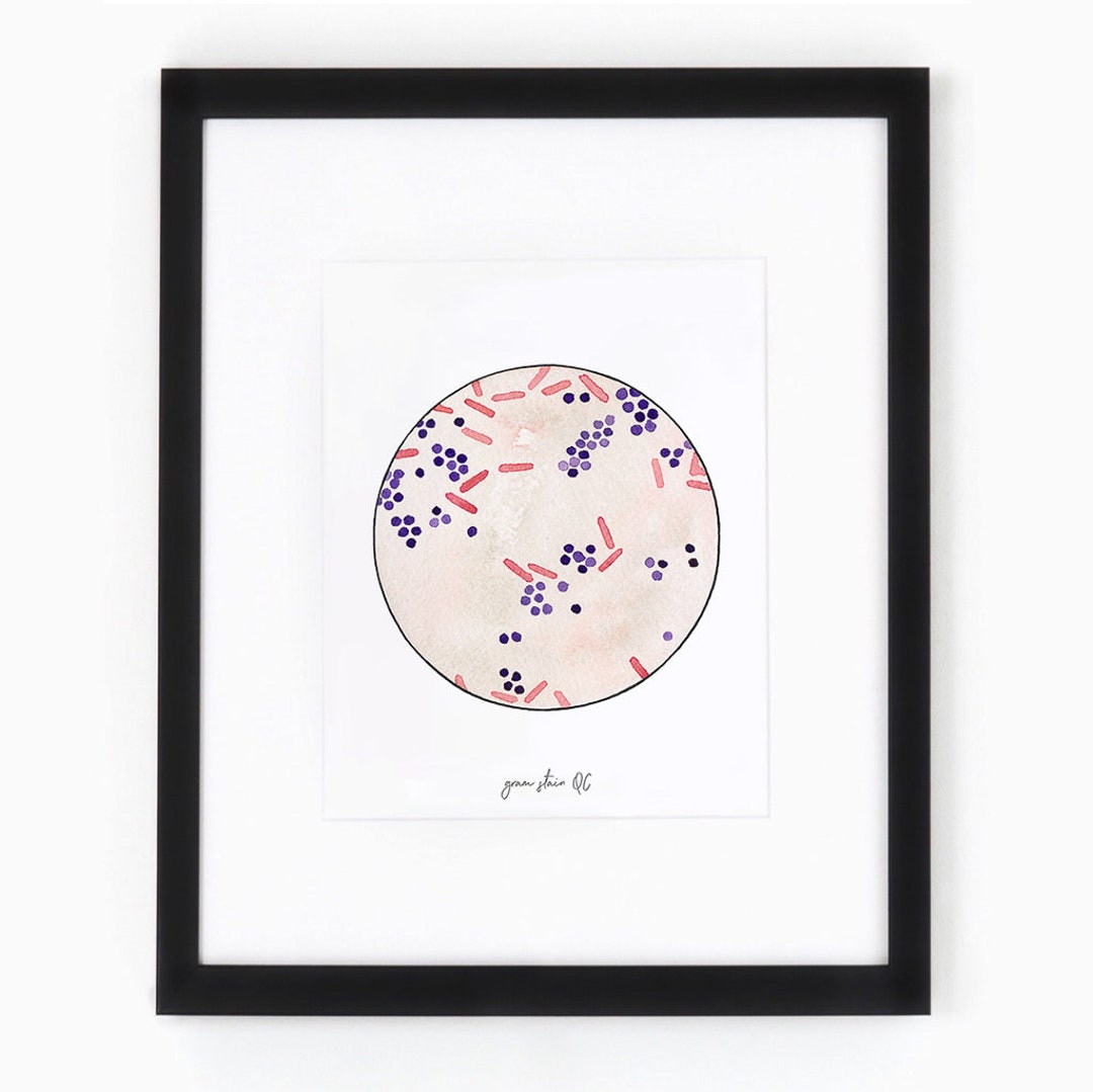Gram Stain QC, Bacteria, Bacteria Art, Science, Science Art, Microscope ...