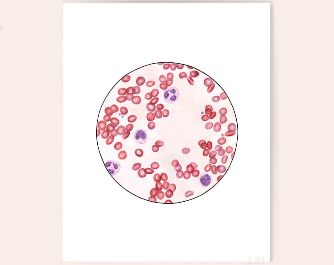 Blood Smear 1 Science Art Biology Art Science Gift Red - Etsy