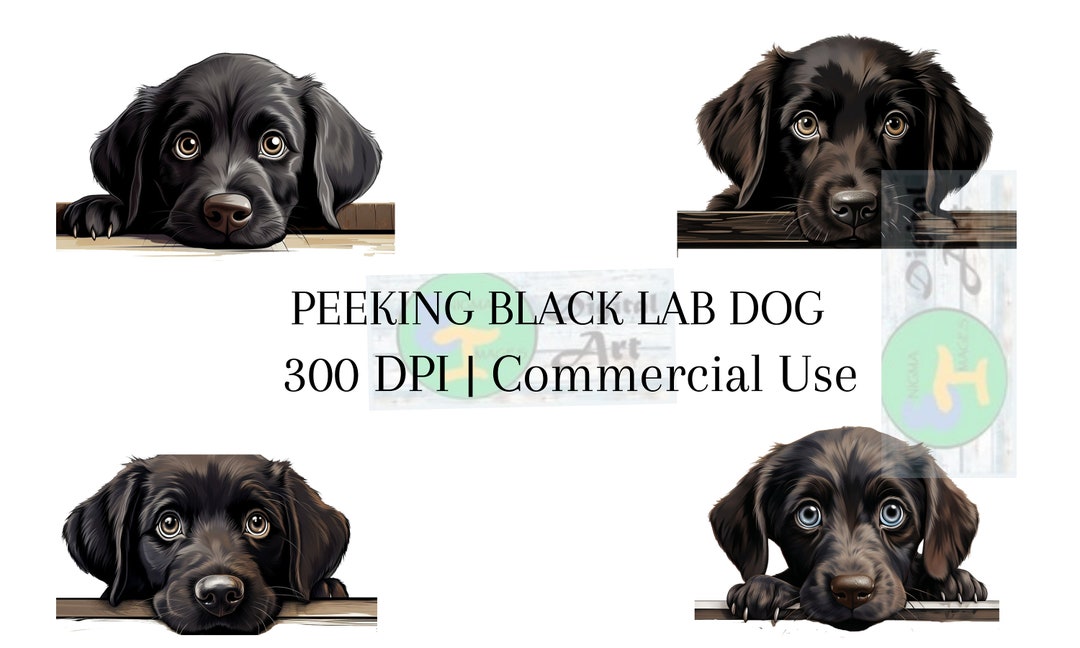 Peeking Black Lab Clipart Dog Art, PNG Files, Dog Lover Gift - Etsy