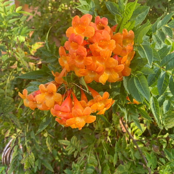 Esperanza Plant - Etsy