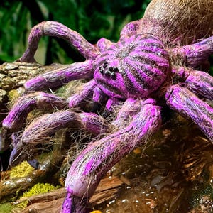 Purple Goliath Birdeater Tarantula Spider Sculpture Diorama, Real Scale ...
