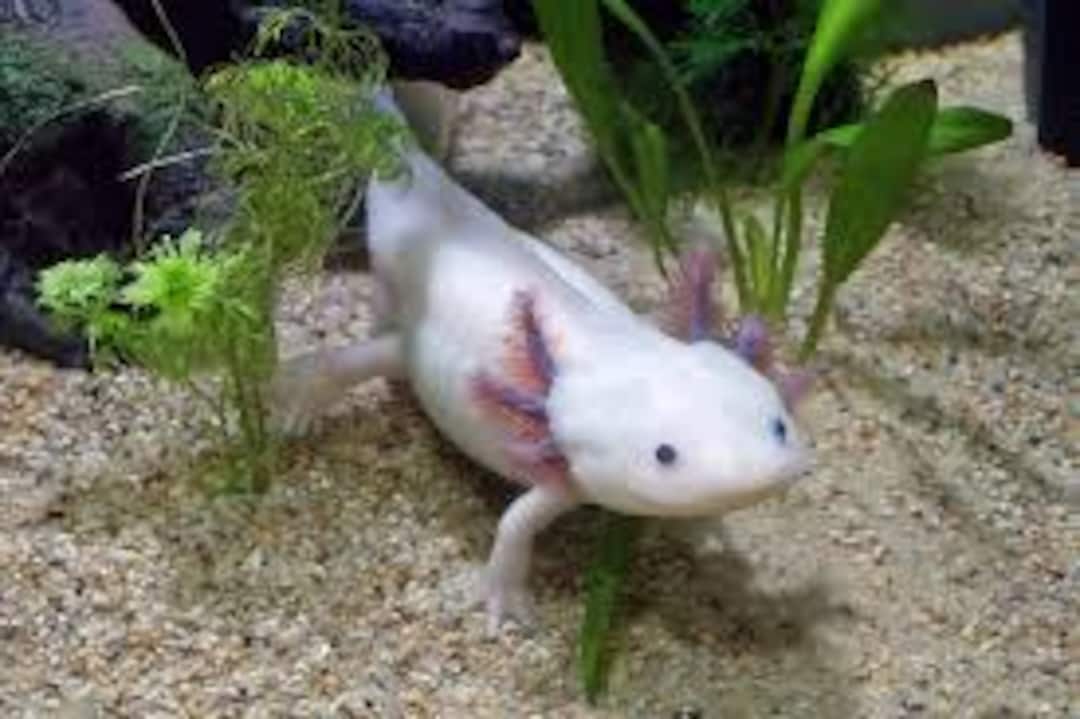 Axolotl - Sculpture Preorder: Realistic Sizes, Partially Submerged ...