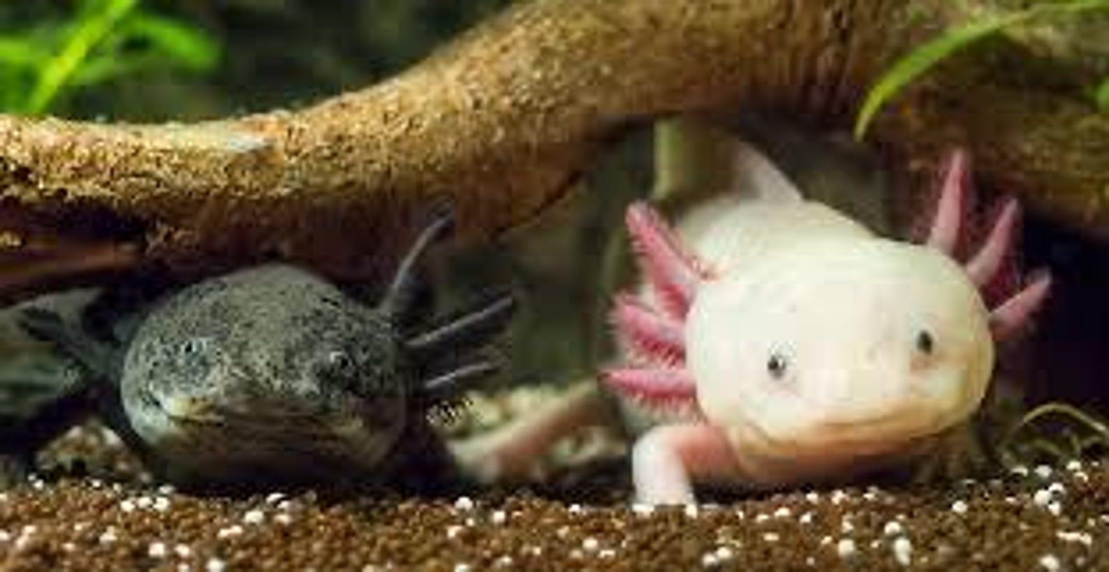Axolotl - Sculpture Preorder: Realistic Sizes, Partially Submerged ...