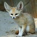 Sculpture Preorder: Realistic 1ft Size, Fennec Fox on Rocky Crest ...