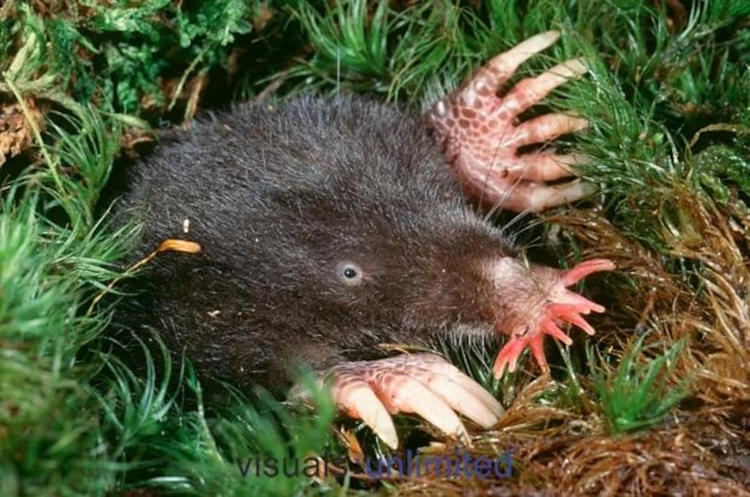 Sculpture Preorder: Realistic Size, Star Nosed Mole - (limit 1st) - Etsy