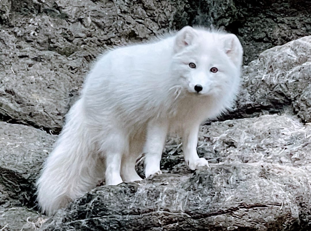 Sculpture Preorder: Realistic 1.5ft Size, Arctic Fox on Rocky Crest ...