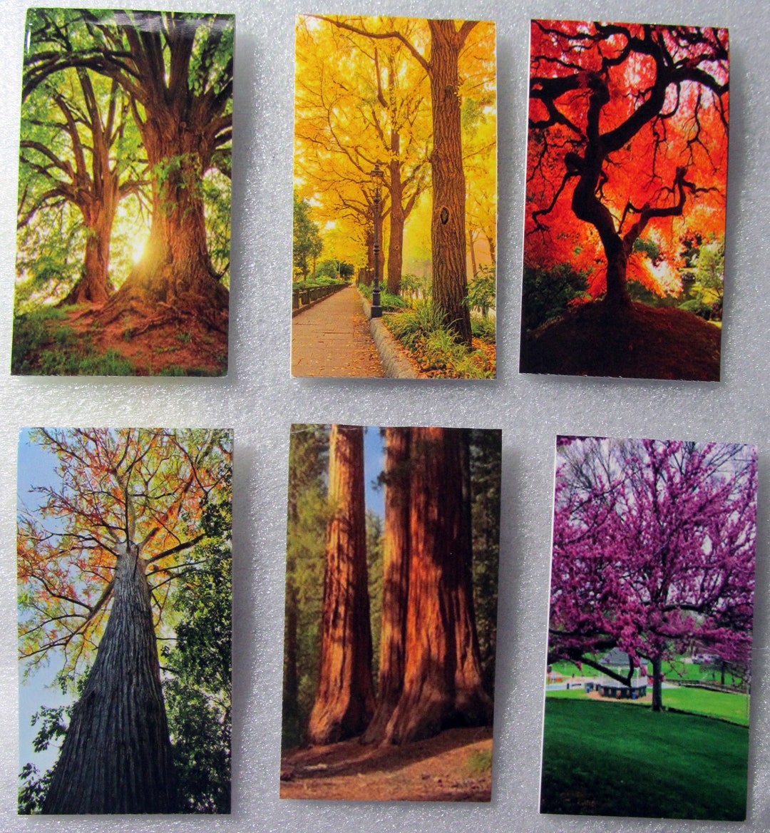 6 Bookmarks - Magnet Bookmarks - Nature Series, Trees, 6 in Ea Packet ...