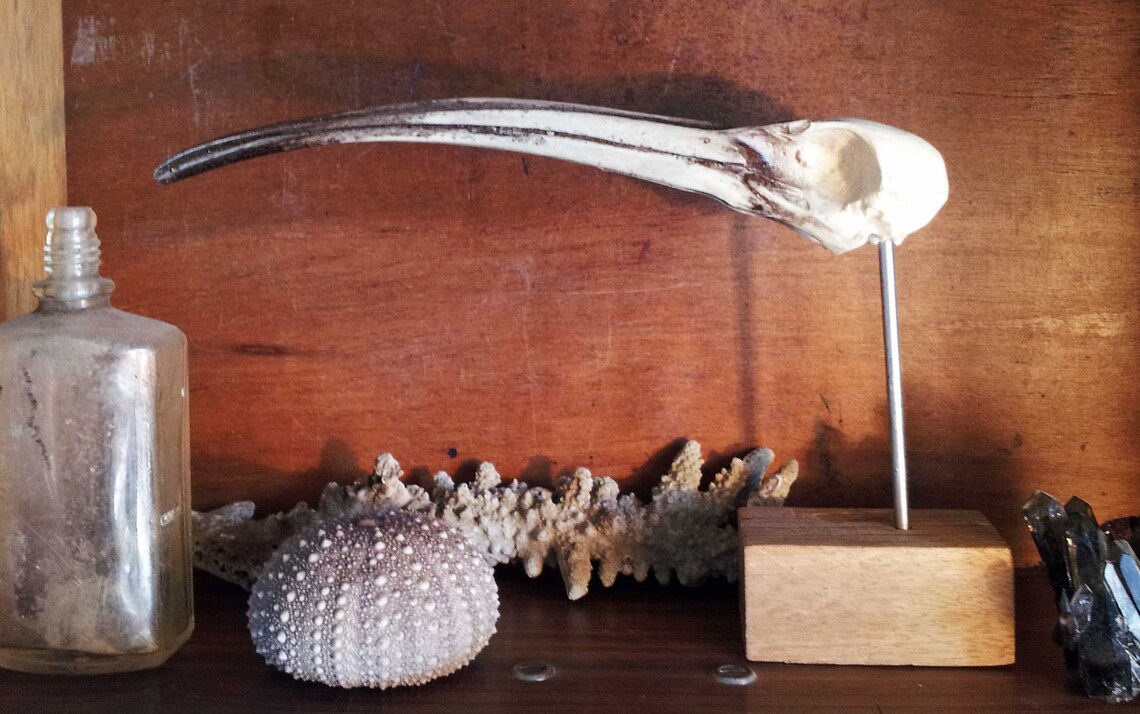 Australian White Ibis threskiornis Molucca Bird Skull 1x1 - Etsy