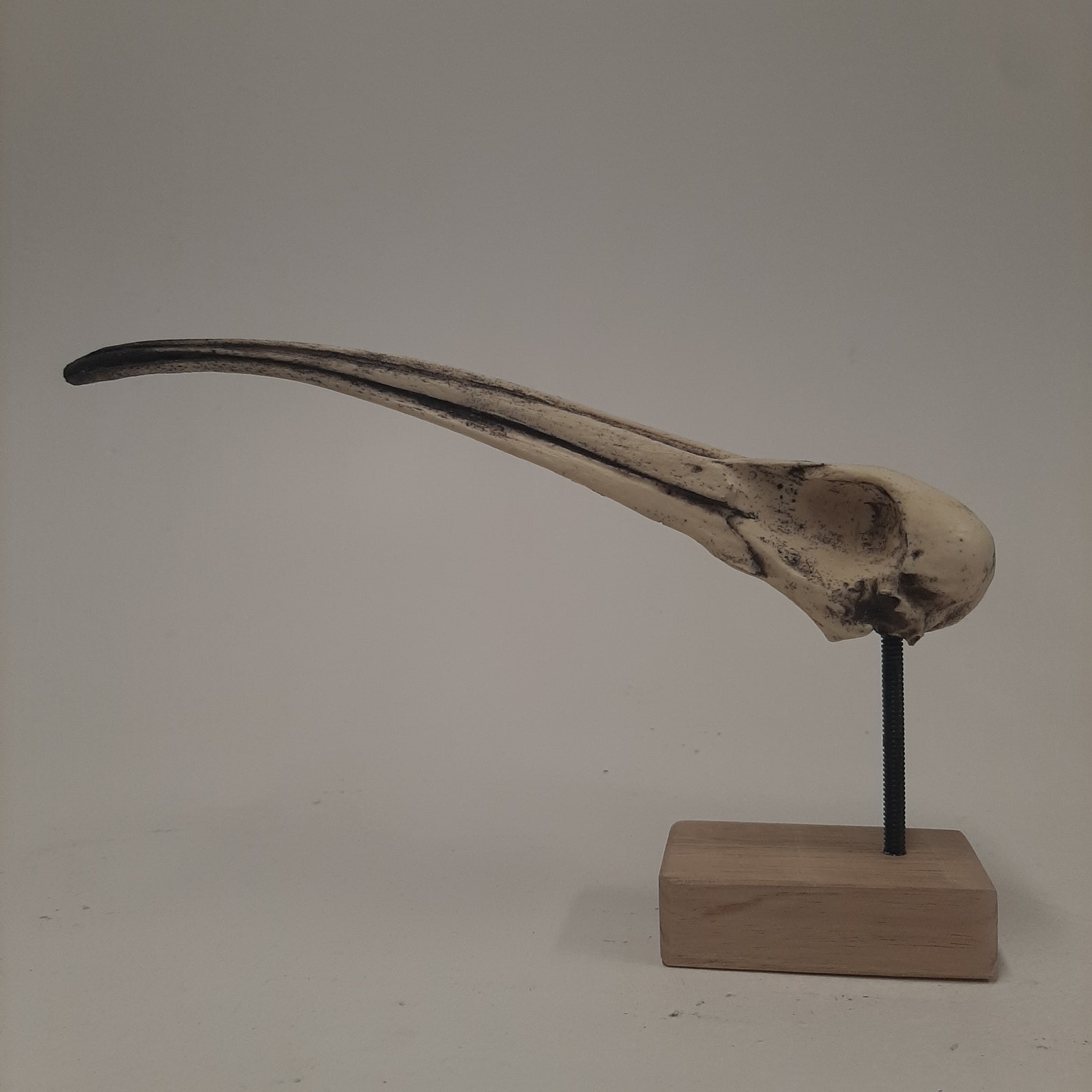 Australian White Ibis threskiornis Molucca Bird Skull 1x1 - Etsy
