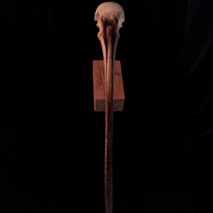 Australian White Ibis threskiornis Molucca Bird Skull 1x1 - Etsy