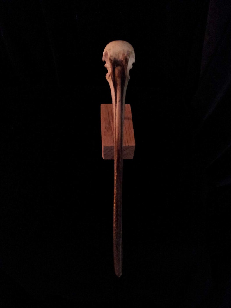 Australian White Ibis threskiornis Molucca Bird Skull 1x1 - Etsy