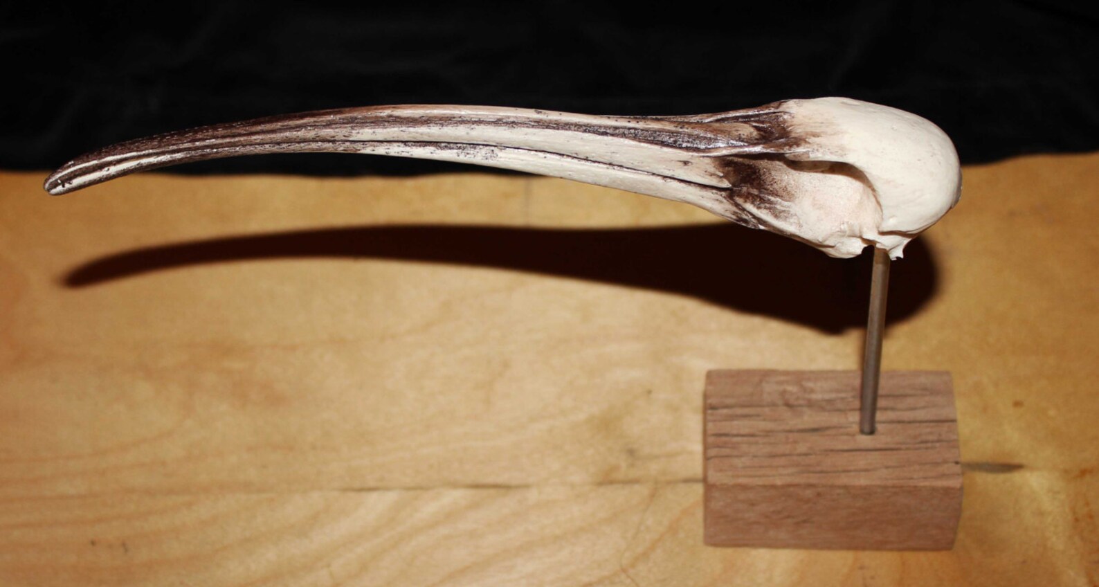 Australian White Ibis threskiornis Molucca Bird Skull 1x1 - Etsy