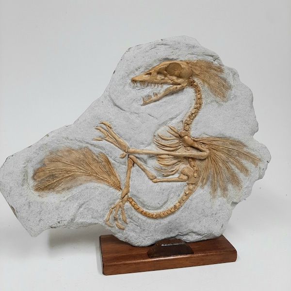 Archaeopteryx Fossil Replica - Etsy