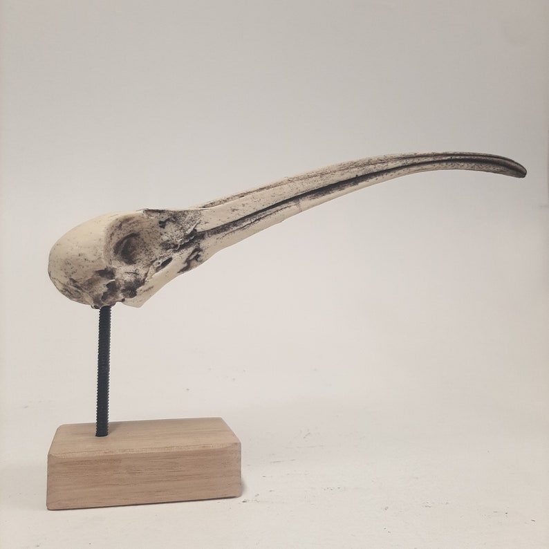 Australian White Ibis threskiornis Molucca Bird Skull 1x1 - Etsy