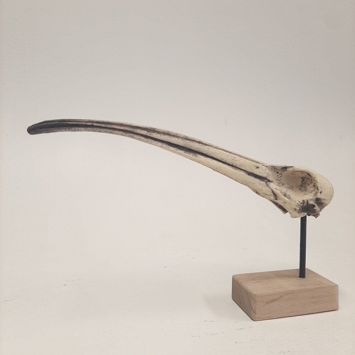 Australian White Ibis threskiornis Molucca Bird Skull 1x1 - Etsy