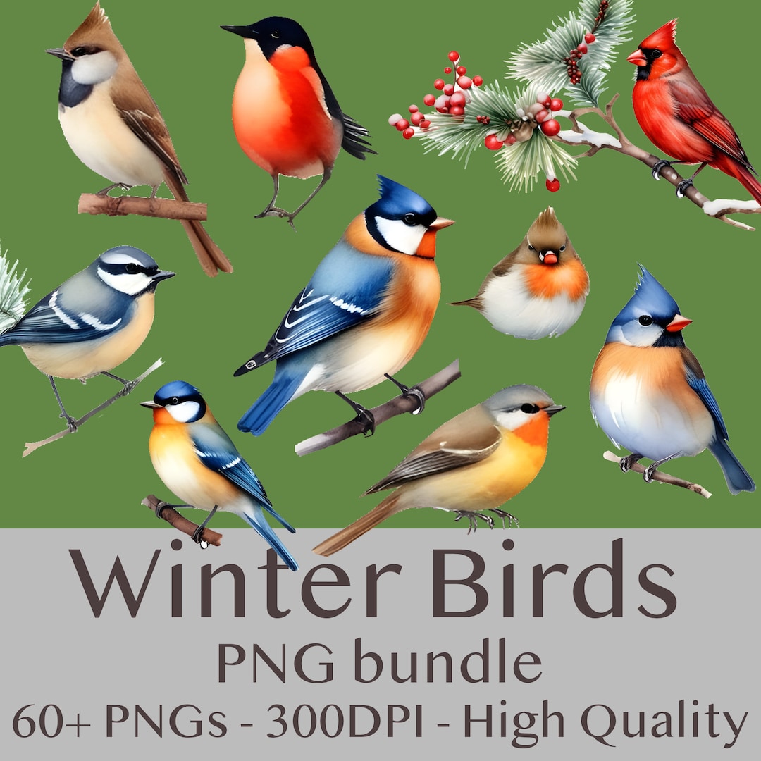 60+ Winter Birds PNG Bundle - High-res Watercolor Clipart for Festive ...
