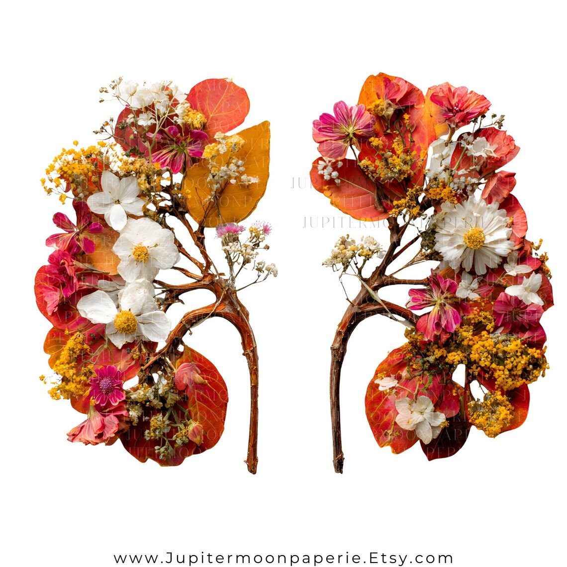 Floral Kidney Anatomy PNG, Botanical Organ Clipart (digital Download ...
