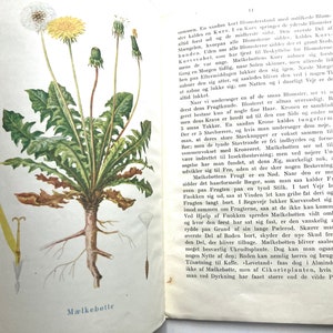 Antique Illustrated Danish Botany Book for Middle School Botanik for ...