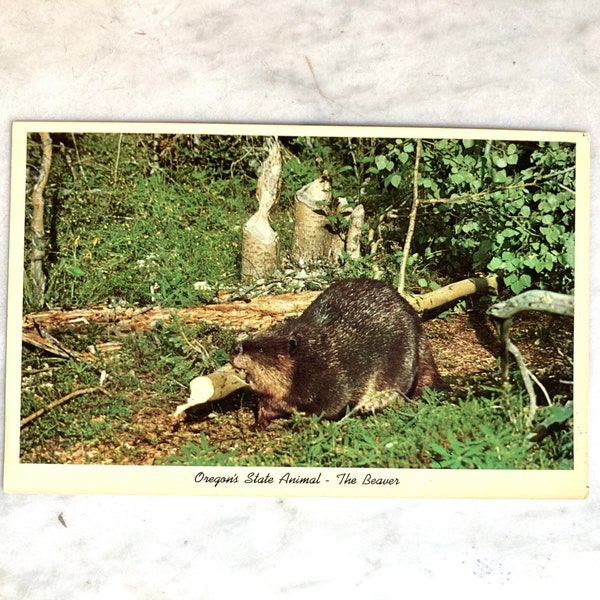 Vintage Beaver - Etsy