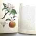 Antique Illustrated Danish Botany Book for Middle School Botanik for ...