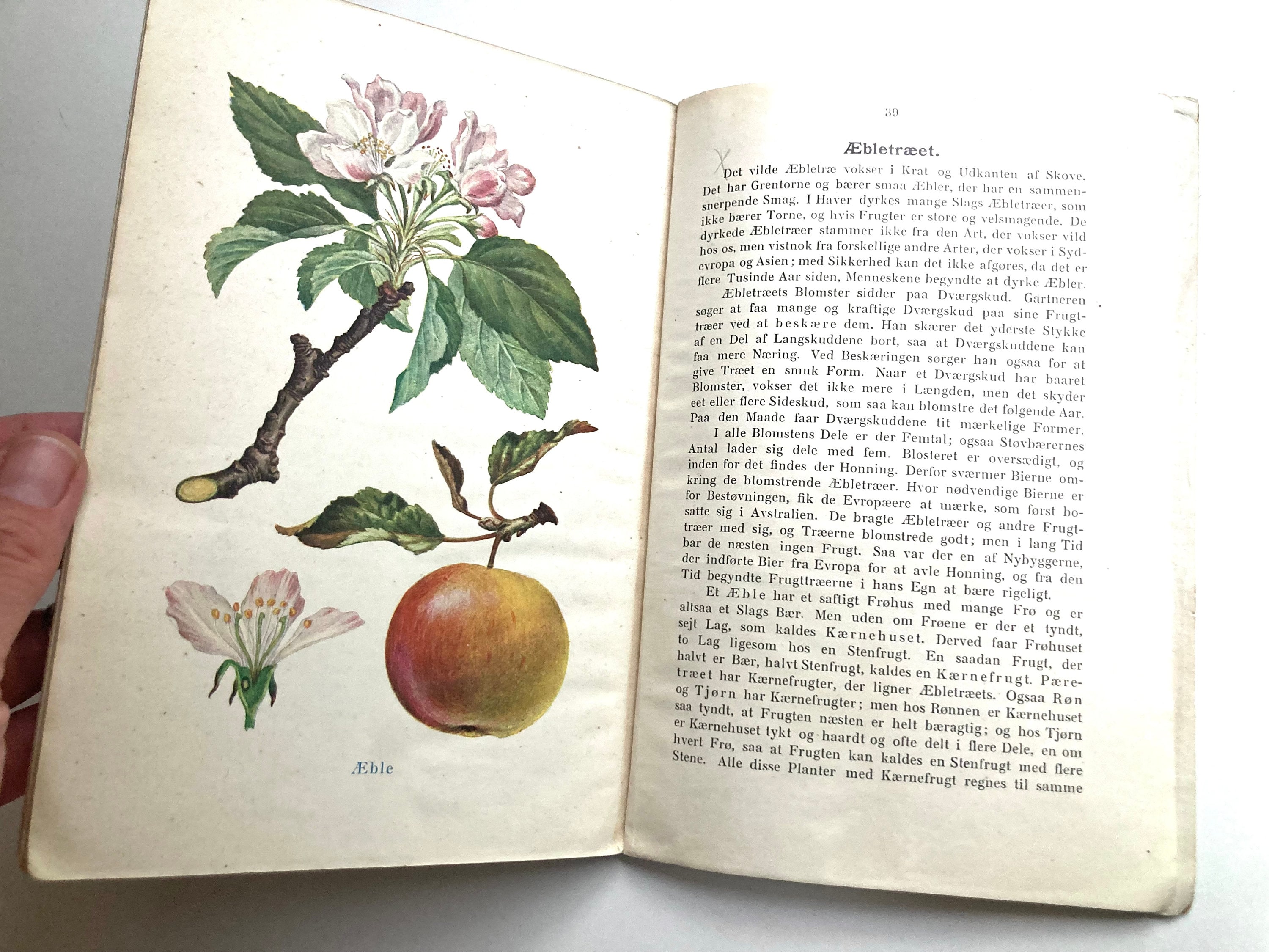 Antique Illustrated Danish Botany Book for Middle School Botanik for ...