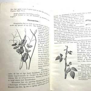 Antique Illustrated Danish Botany Book for Middle School Botanik for ...
