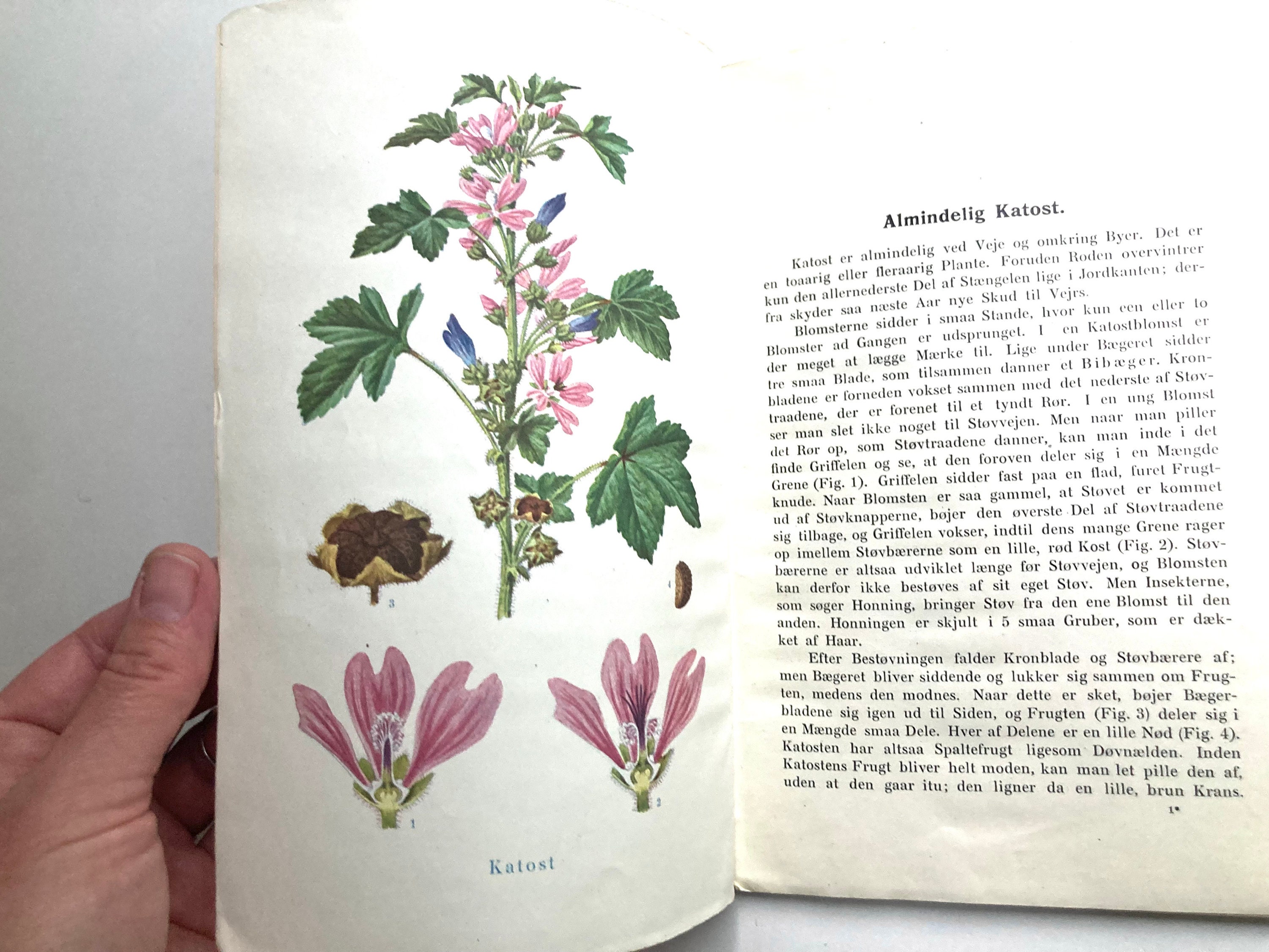 Antique Illustrated Danish Botany Book for Middle School Botanik for ...