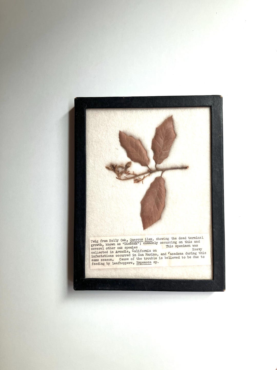 Vintage Real Holly Oak Twig Specimen With “dieback” Encased Under Glass ...