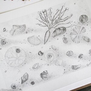 Shallows of a Tide Pool Pencil Drawing limited Edition Print | Etsy
