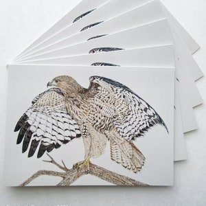 Red-tailed Hawk Blank Greeting Card (pack of 6) - Etsy