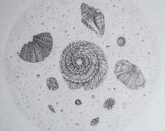 Shallows of a Tide Pool Pencil Drawing limited Edition Print | Etsy