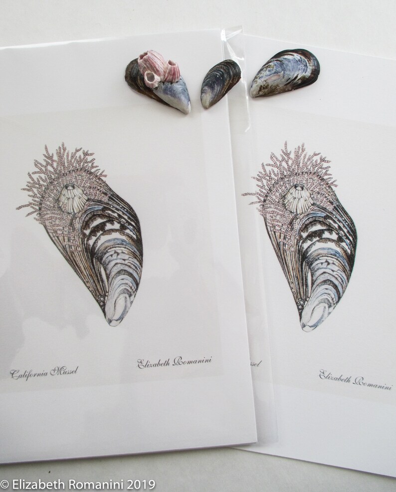 California Mussel mini Print - Etsy