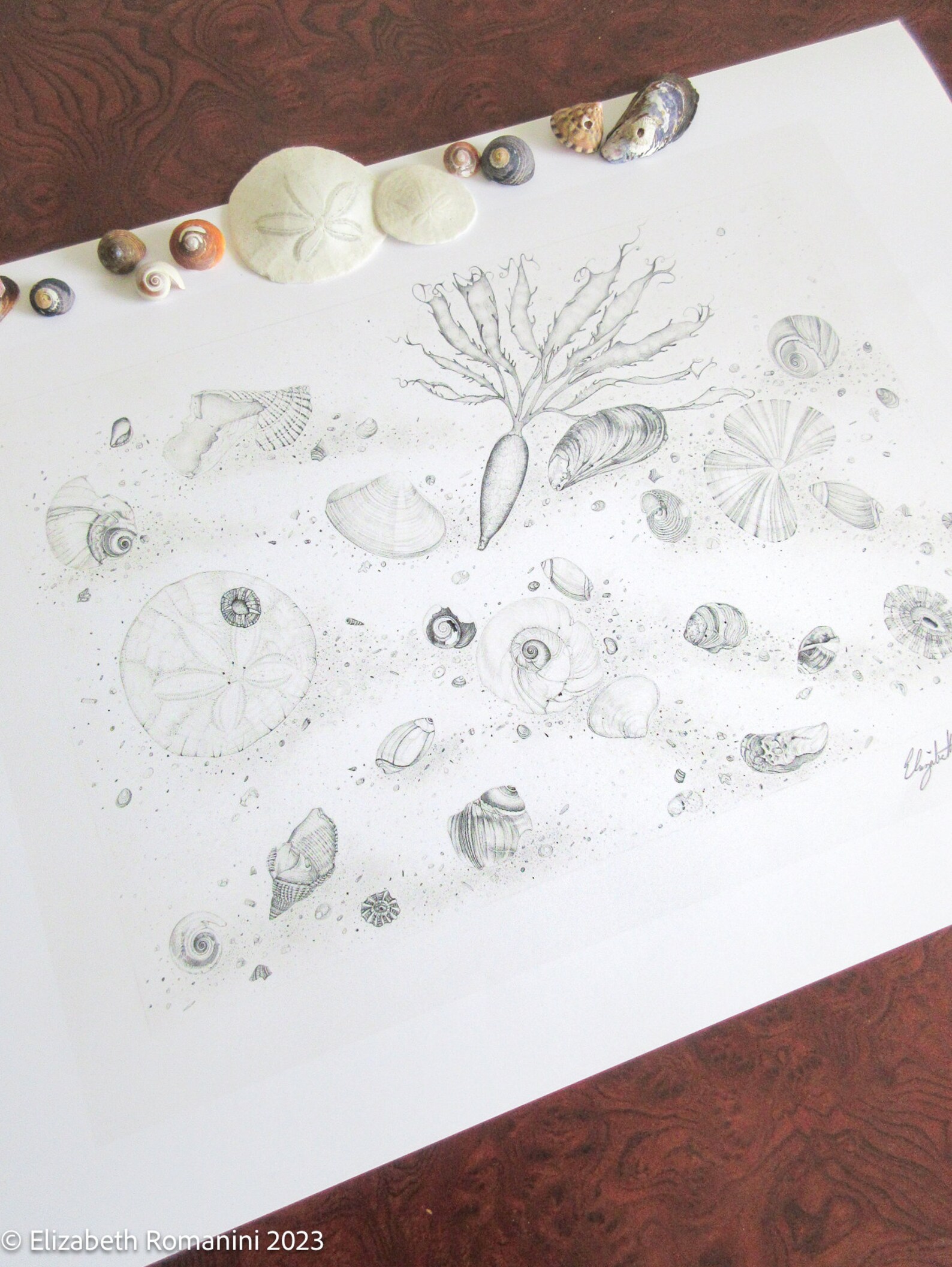 Shallows of a Tide Pool Pencil Drawing (limited Edition Print) - Etsy
