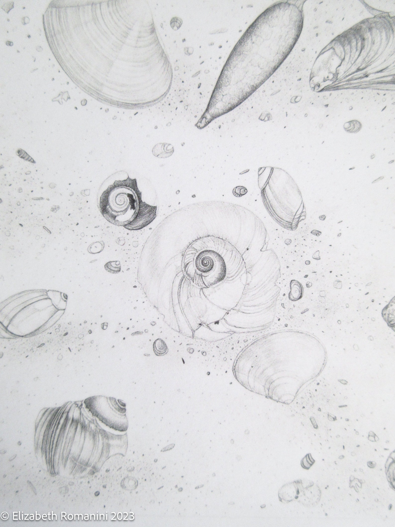 Shallows of a Tide Pool Pencil Drawing (limited Edition Print) - Etsy