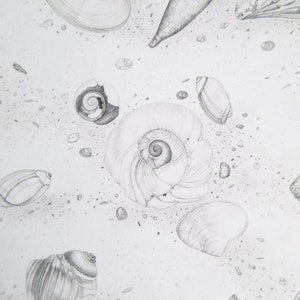 Shallows of a Tide Pool Pencil Drawing (limited Edition Print) - Etsy