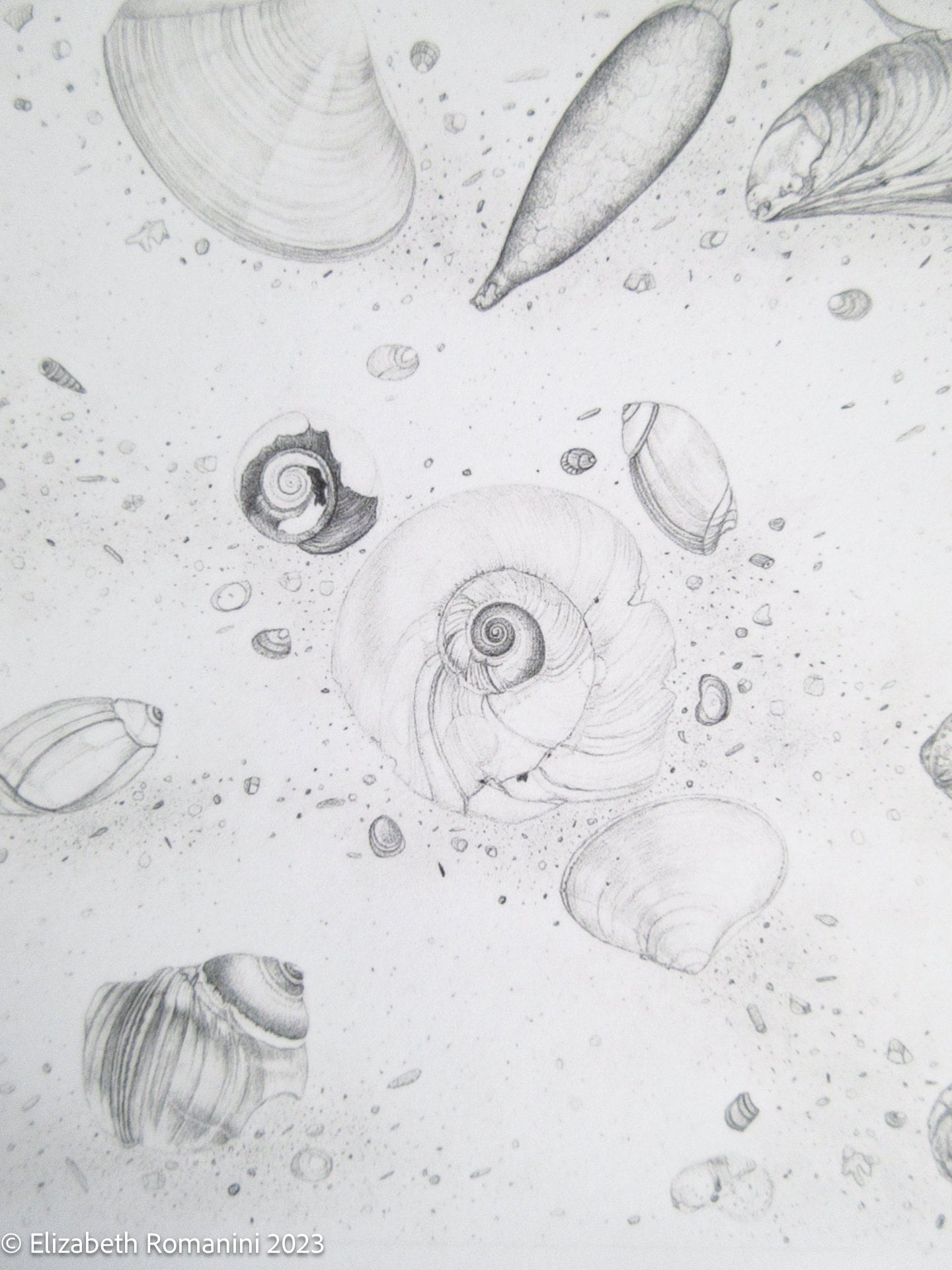 Shallows of a Tide Pool Pencil Drawing (limited Edition Print) - Etsy